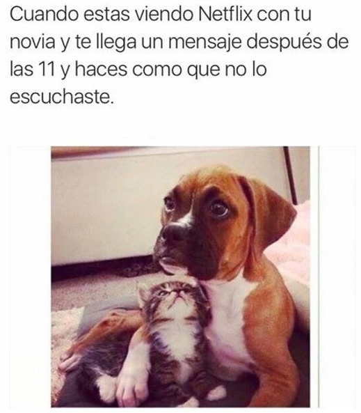 10+ memes de perros para llorar de la risa! – GUANAPRESS