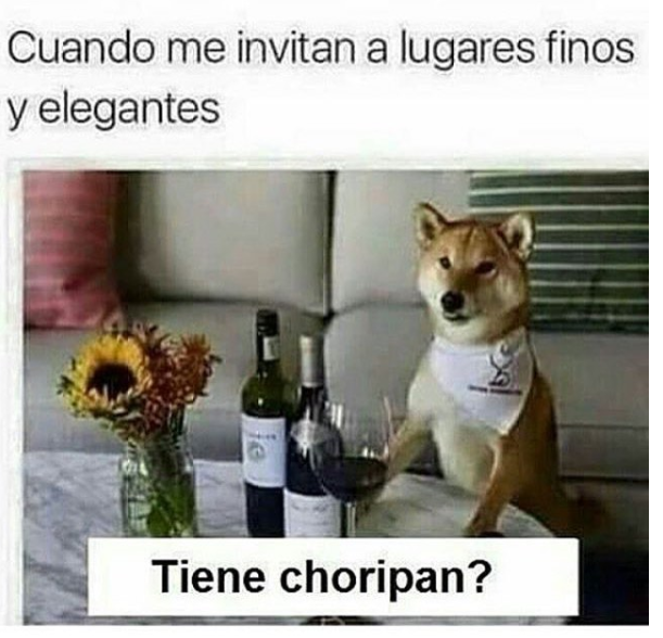 10+ memes de perros para llorar de la risa! – GUANAPRESS