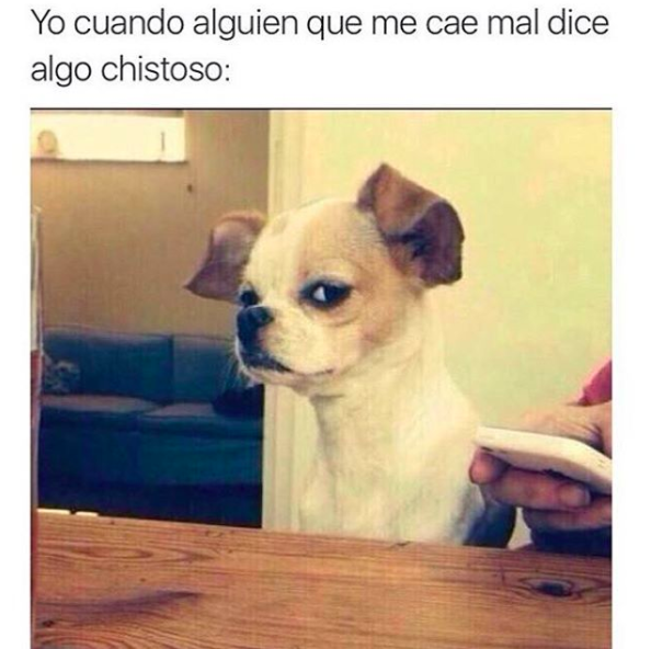 10+ memes de perros para llorar de la risa! – GUANAPRESS