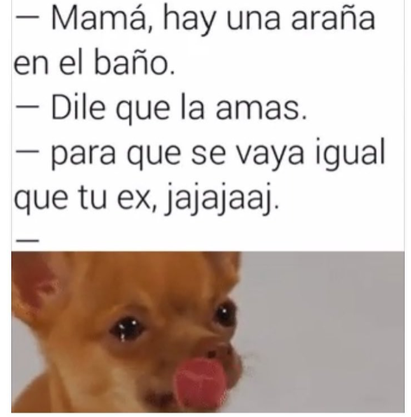 10+ memes de perros para llorar de la risa! – GUANAPRESS