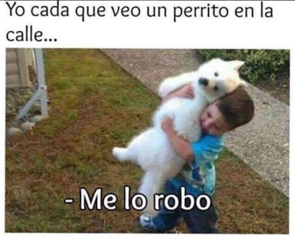 10+ memes de perros para llorar de la risa! – GUANAPRESS