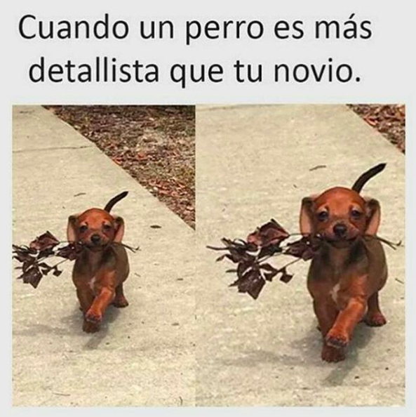 10+ memes de perros para llorar de la risa! – GUANAPRESS