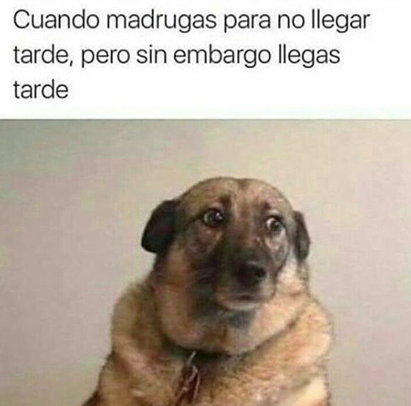 10+ memes de perros para llorar de la risa! – GUANAPRESS