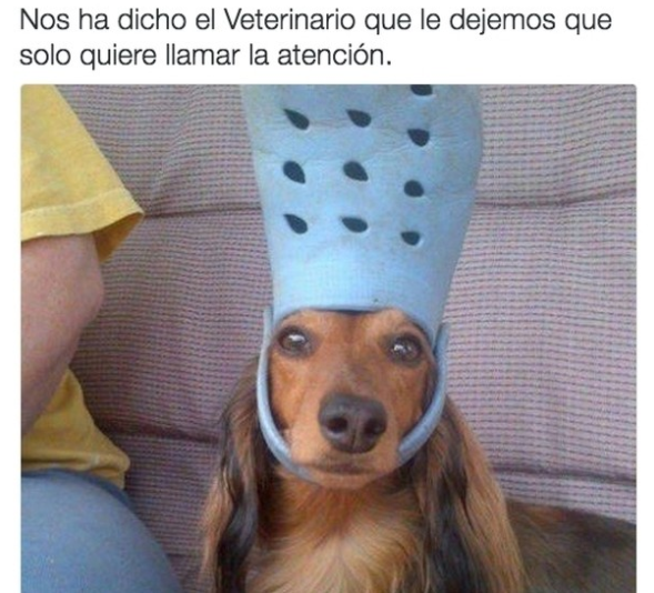 10+ memes de perros para llorar de la risa! – GUANAPRESS