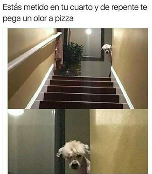 10+ memes de perros para llorar de la risa! – GUANAPRESS